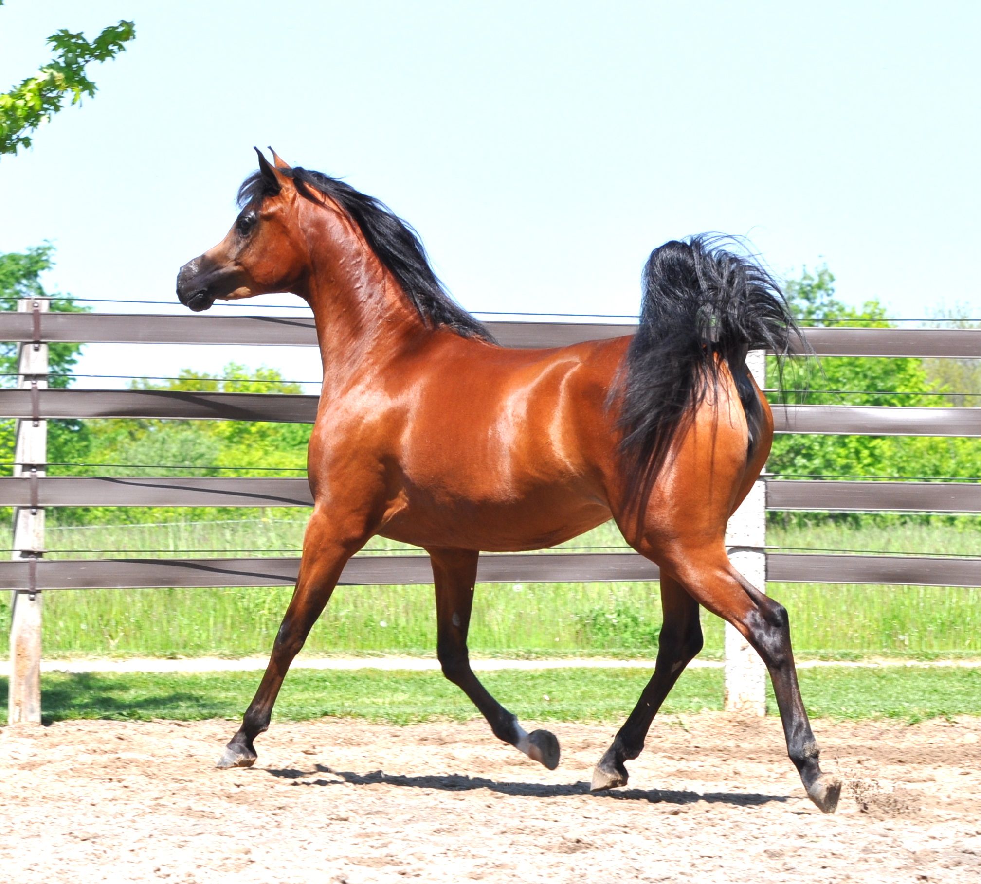 Arabian horses for sale, Arabian mares for sale by Versace, Pyro Thyme ...